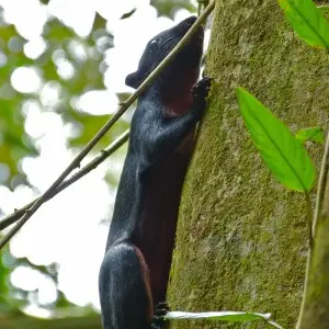 Prevost's squirrel - Facts, Diet, Habitat & Pictures on Animalia.bio