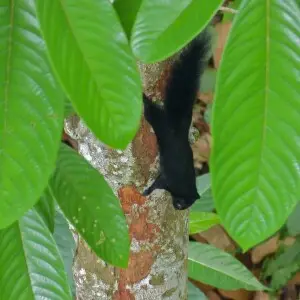 Prevost's squirrel - Facts, Diet, Habitat & Pictures on Animalia.bio