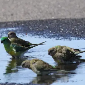 Red-rumped parrot - Facts, Diet, Habitat & Pictures on Animalia.bio