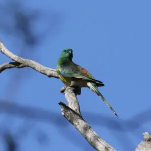 Red-rumped parrot - Facts, Diet, Habitat & Pictures on Animalia.bio