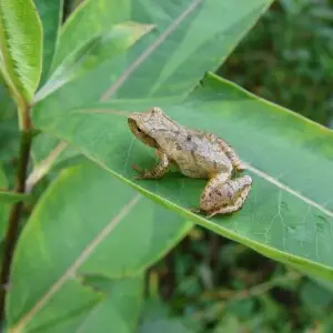 Spring peeper - Facts, Diet, Habitat & Pictures on Animalia.bio