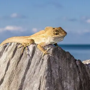 Puerto Rican crested anole - Facts, Diet, Habitat & Pictures on ...