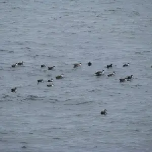 Sooty shearwater - Facts, Diet, Habitat & Pictures on Animalia.bio