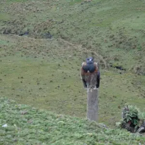 Variable hawk - Facts, Diet, Habitat & Pictures on Animalia.bio