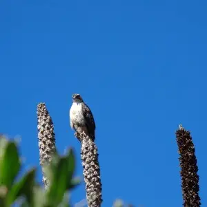 Variable hawk - Facts, Diet, Habitat & Pictures on Animalia.bio
