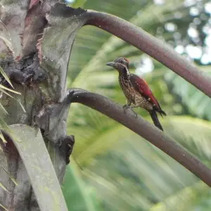 Red-backed flameback - Facts, Diet, Habitat & Pictures on Animalia.bio