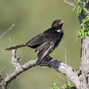 Red-billed buffalo weaver - Facts, Diet, Habitat & Pictures on Animalia.bio