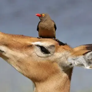 Red-billed oxpecker - Facts, Diet, Habitat & Pictures on Animalia.bio