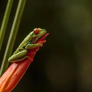 Agalychnis callidryas - Facts, Diet, Habitat & Pictures on Animalia.bio