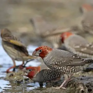 Red-headed finch - Facts, Diet, Habitat & Pictures on Animalia.bio