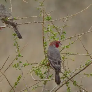 Red-headed finch - Facts, Diet, Habitat & Pictures on Animalia.bio