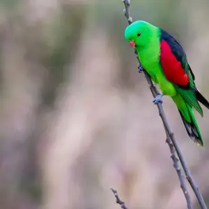 Red-winged parrot - Facts, Diet, Habitat & Pictures on Animalia.bio