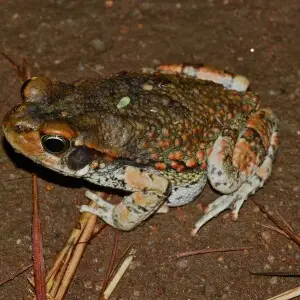 African red toad - Facts, Diet, Habitat & Pictures on Animalia.bio