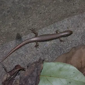 Scincella reevesii - факти, дієта, ареал і фотографії на Animalia.bio