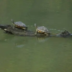 Assam roofed turtle - Facts, Diet, Habitat & Pictures on Animalia.bio