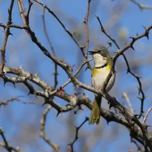 Rudd's apalis - Facts, Diet, Habitat & Pictures on Animalia.bio