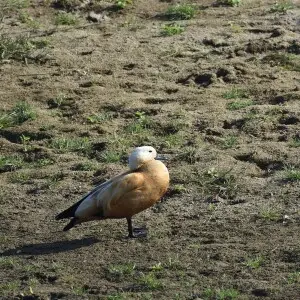 Ruddy shelduck - Facts, Diet, Habitat & Pictures on Animalia.bio