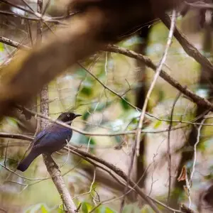 Rusty blackbird - Facts, Diet, Habitat & Pictures on Animalia.bio