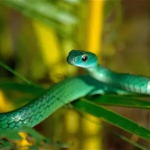 Chironius scurrulus - Facts, Diet, Habitat & Pictures on Animalia.bio