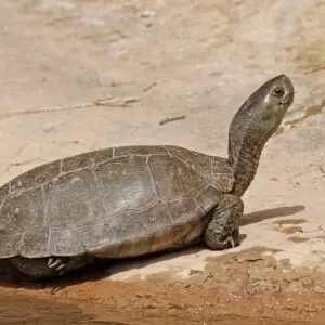 Водяна черепаха середземноморська - факти, дієта, ареал і фотографії на ...