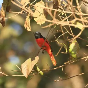 Scarlet minivet - Facts, Diet, Habitat & Pictures on Animalia.bio