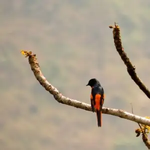 Scarlet minivet - Facts, Diet, Habitat & Pictures on Animalia.bio