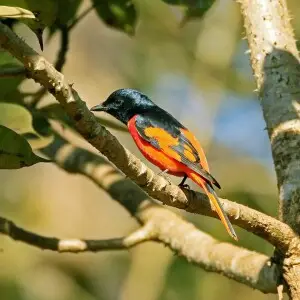 Scarlet minivet - Facts, Diet, Habitat & Pictures on Animalia.bio