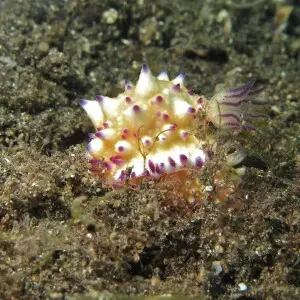 Mexichromis multituberculata - Facts, Diet, Habitat & Pictures on ...