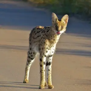Serval - Facts, Diet, Habitat & Pictures on Animalia.bio