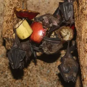 Seba's short-tailed bat - Facts, Diet, Habitat & Pictures on Animalia.bio