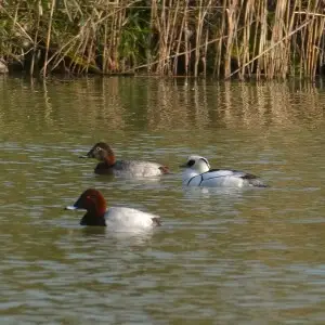 Smew - Facts, Diet, Habitat & Pictures on Animalia.bio