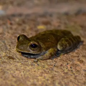 Common Mexican tree frog - Facts, Diet, Habitat & Pictures on Animalia.bio