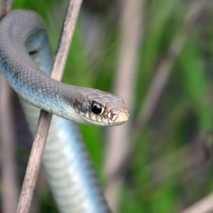 Coluber constrictor etheridgei - Facts, Diet, Habitat & Pictures on ...