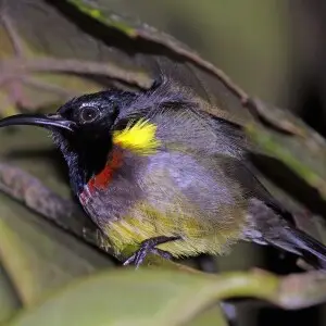 Souimanga sunbird - Facts, Diet, Habitat & Pictures on Animalia.bio