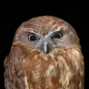 Australian boobook - Facts, Diet, Habitat & Pictures on Animalia.bio