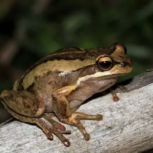 Southern brown tree frog - Facts, Diet, Habitat & Pictures on Animalia.bio