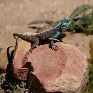Agama atra - Facts, Diet, Habitat & Pictures on Animalia.bio