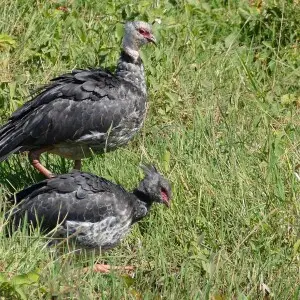 Southern screamer - Facts, Diet, Habitat & Pictures on Animalia.bio