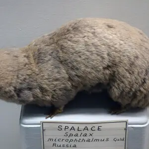 Greater mole-rat - Facts, Diet, Habitat & Pictures on Animalia.bio