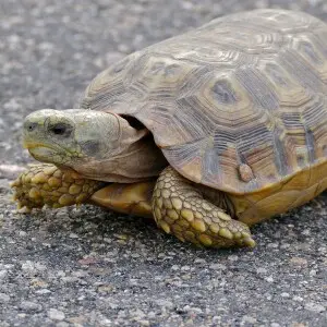 Speke's hinge-back tortoise - Facts, Diet, Habitat & Pictures on ...