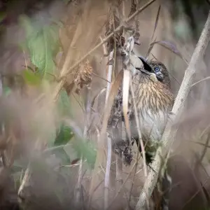 Spiny babbler - Facts, Diet, Habitat & Pictures on Animalia.bio
