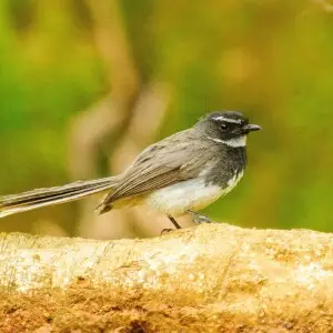 White-spotted fantail - Facts, Diet, Habitat & Pictures on Animalia.bio