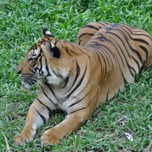 Sumatran tiger - Facts, Diet, Habitat & Pictures on Animalia.bio