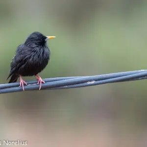 Spotless starling - Facts, Diet, Habitat & Pictures on Animalia.bio