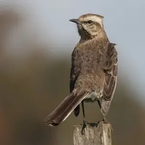 Chilean mockingbird - Facts, Diet, Habitat & Pictures on Animalia.bio