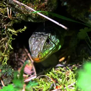 Ocellated lizard - Facts, Diet, Habitat & Pictures on Animalia.bio