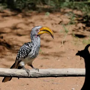 Токо намібійський - факти, дієта, ареал і фотографії на Animalia.bio