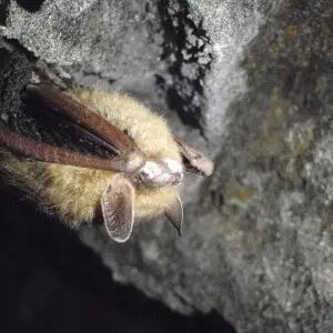 Tricolored bat - Facts, Diet, Habitat & Pictures on Animalia.bio