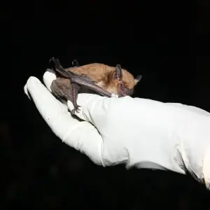 Tricolored bat - Facts, Diet, Habitat & Pictures on Animalia.bio