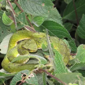 Trimeresurus macrolepis - Facts, Diet, Habitat & Pictures on Animalia.bio